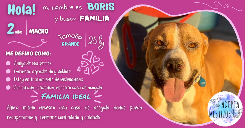 Boris - Adoptamestizos.com